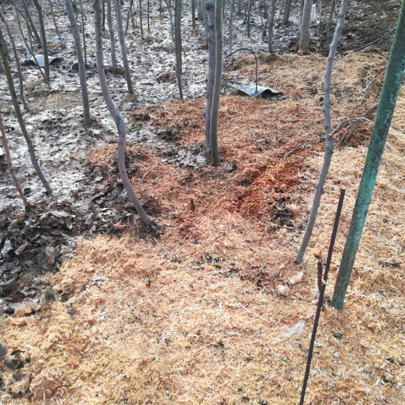 Aleksandras Kuznecovas. Kuri dirva greičiau atšyla: ariama ar mulčiuota ...