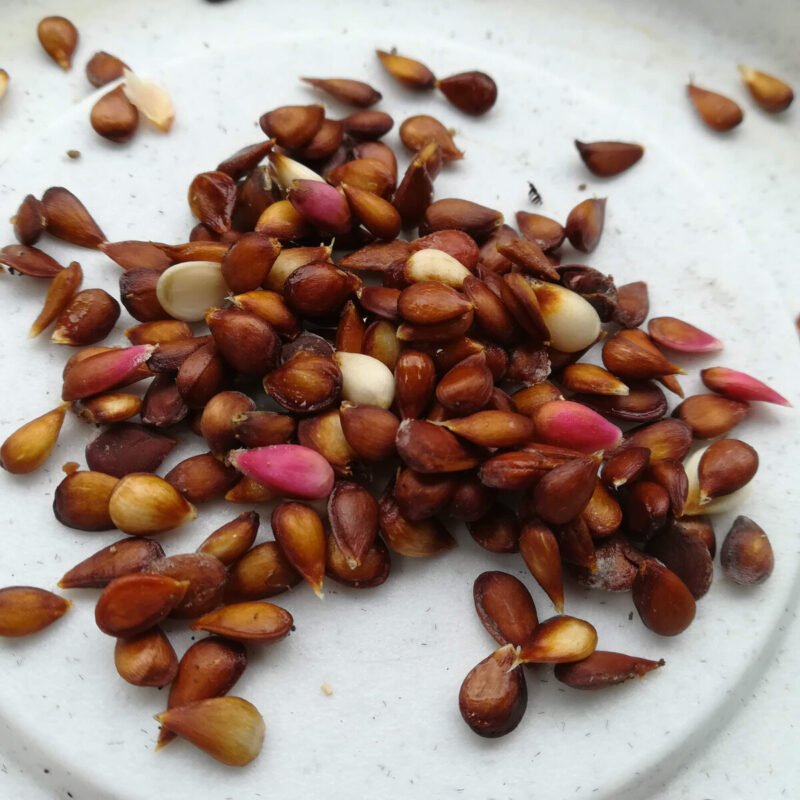 Aleksandras Kuznecovas. Rugpjūčio vidurys, obuolių sėklų rinkimo ...